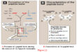 Primary structure of Protein | Read Chemistry