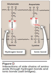 Tertiary structure of globular proteins | Read Chemistry
