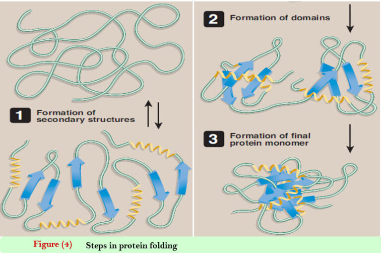 Primary structure of Protein | Read Chemistry