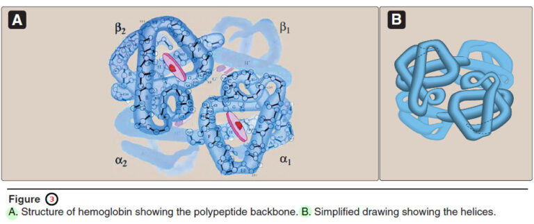 Globular Hemeproteins | Read Chemistry