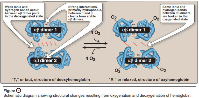Globular Hemeproteins | Read Chemistry