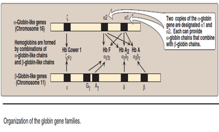 Organization of the globin genes | Read Chemistry