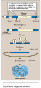 Organization of the globin genes | Read Chemistry